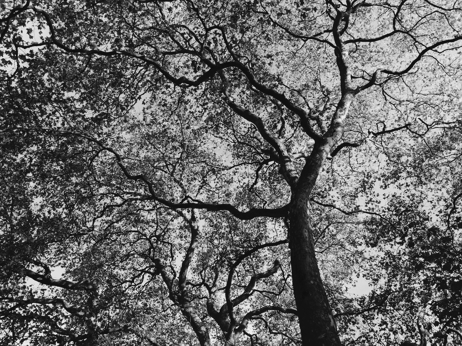 Constructivist Regenerative Design Lab - Constructivist