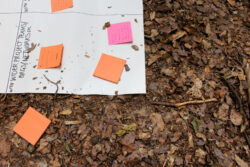 Regenerative Design Lab - Constructivist